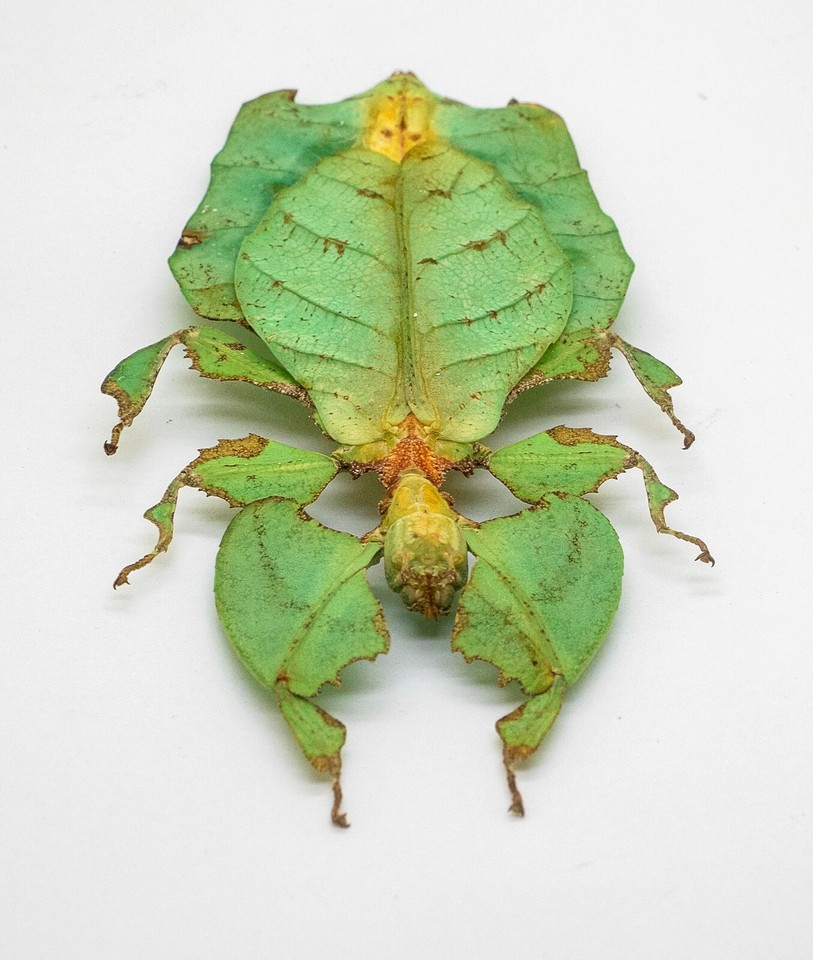 Leaf Insect -Phylliidae -Phyllium Giganteum (f) -Cameron Highlands, M ...