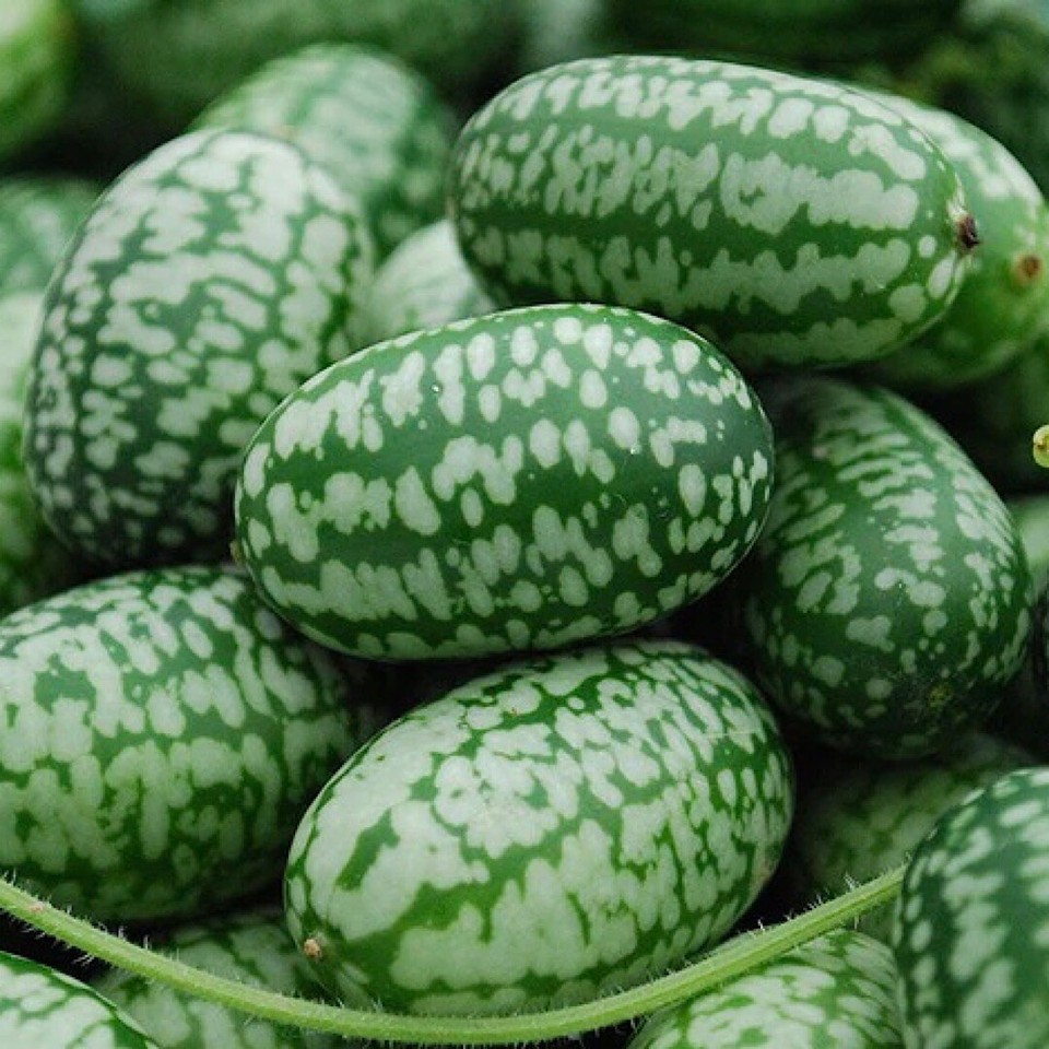 15+ Mouse Melon Seeds -Cucamelon (Melothria Scabra) Mexican Sour ...