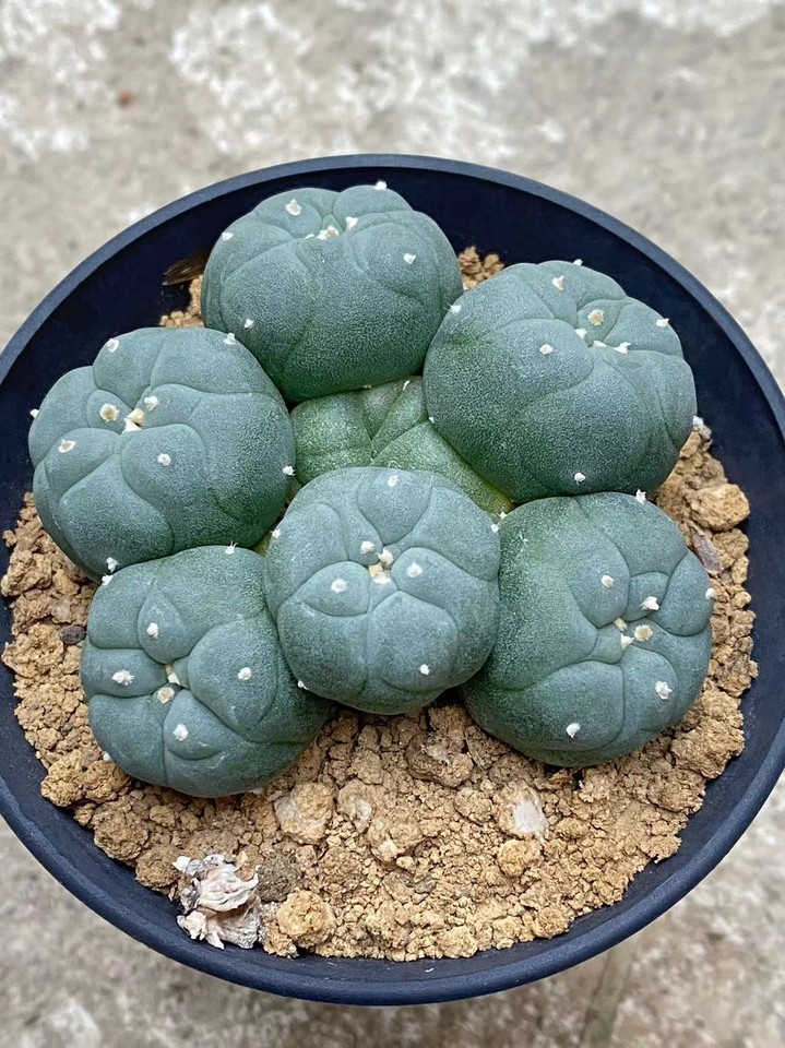 6-8cm cactus Succulent Multiple heads Plant Garden beautiful Plant ...