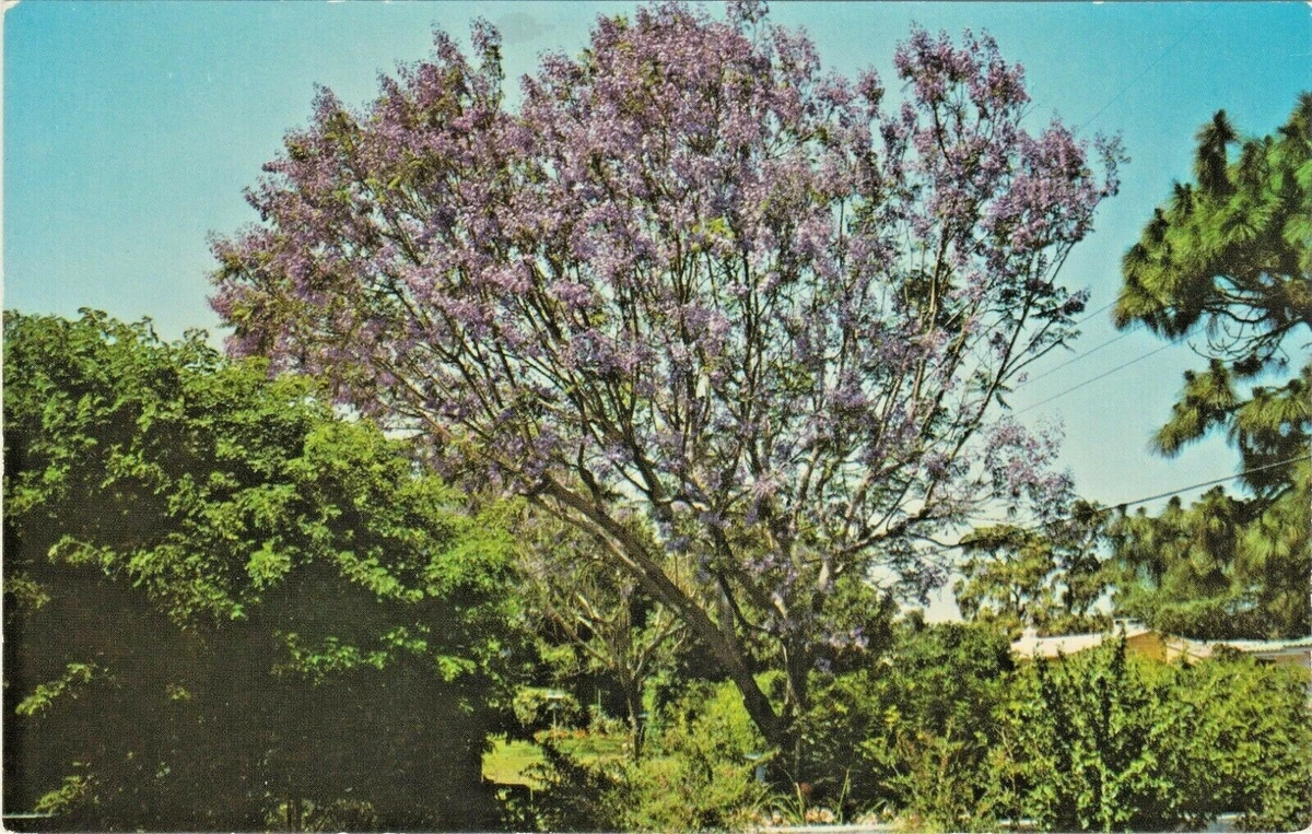Bignonia Tree