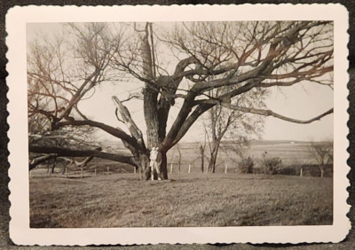 1950 Black & White Photo Chief Logan Elm Tree Circleville Ohio Mingo ...
