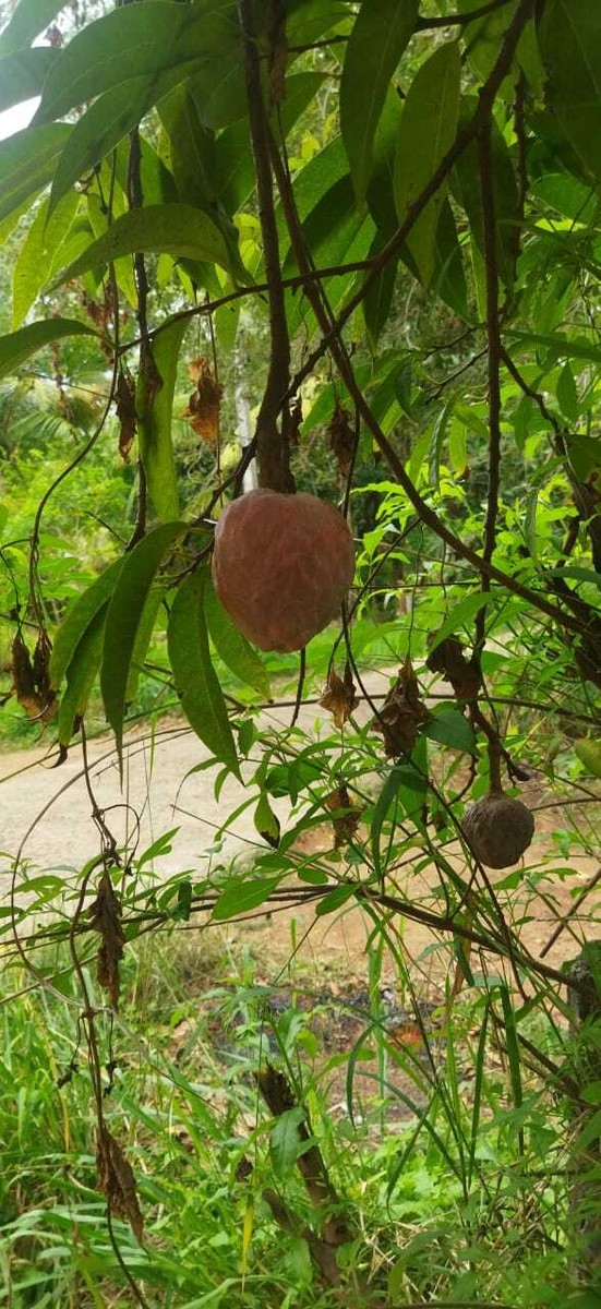 Red Custard Apple Tree