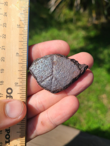 Florida Peace Symbol Turtle Shell Fossil Pleistocene Northwest Florida ...