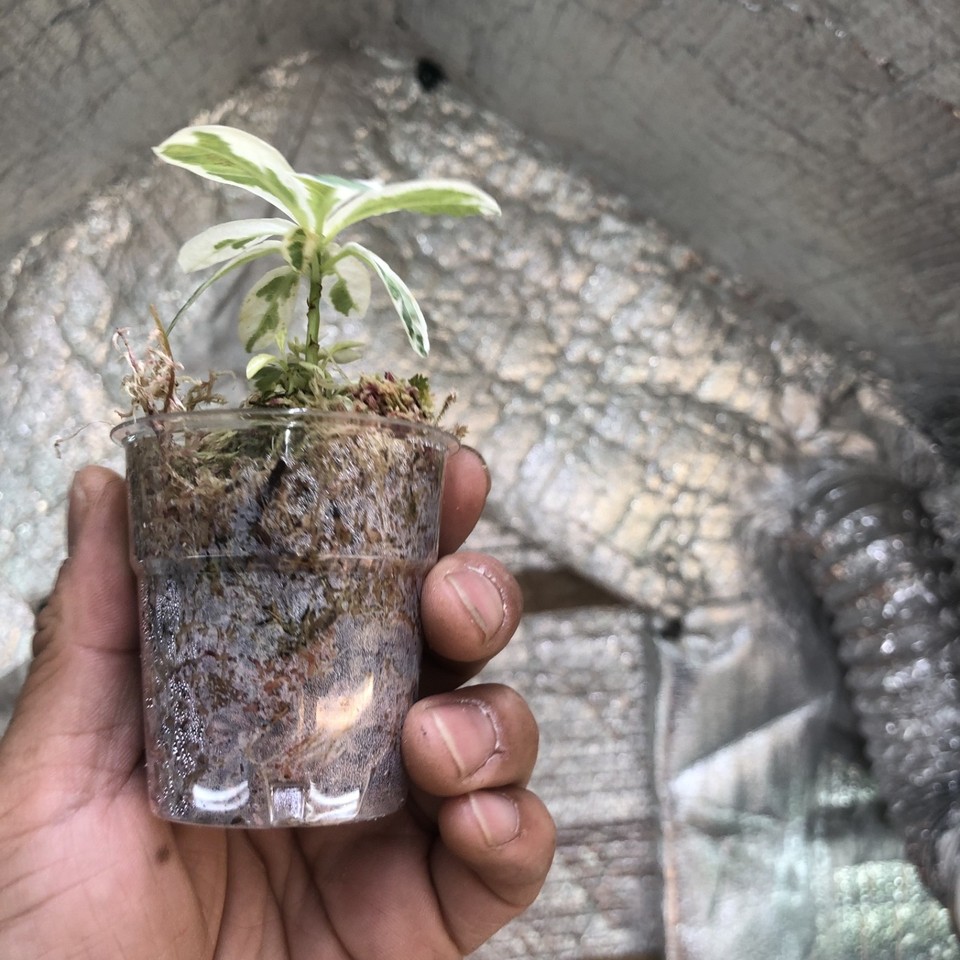 Ficus Lyrata Variegated Fiddle Leaf Fig #3 | eBay UK