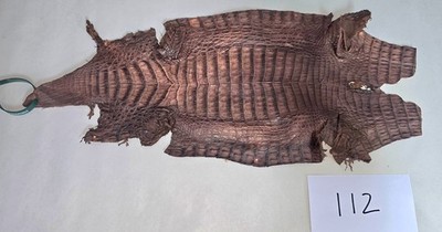 Brown Genuine Caiman Crocodile Hide Leather Skin real alligator Croc ...