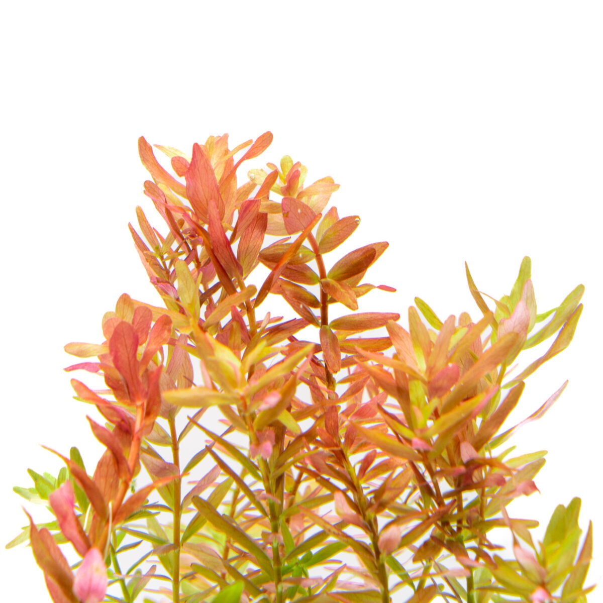 Rotala Rotundifolia Contra Hornwort Rotala Rotundifolia "green" 6 8