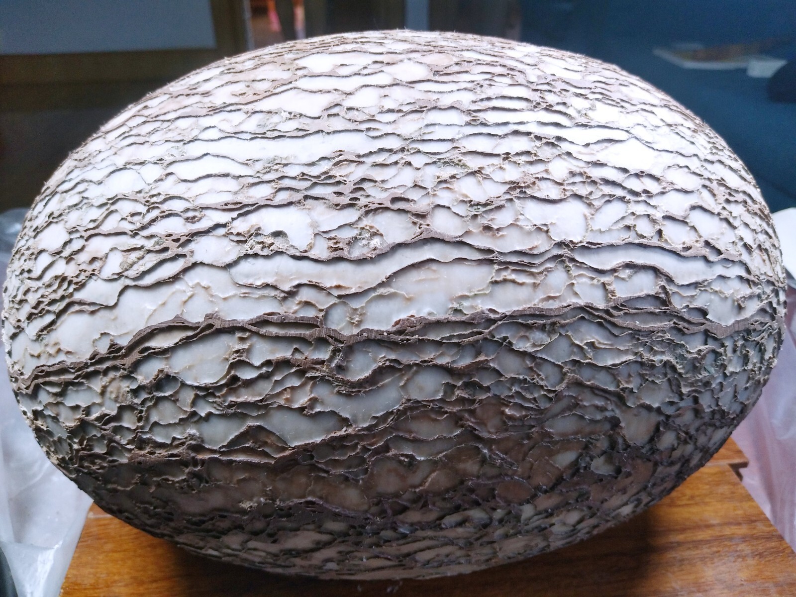 Segnosaur Dinosaur Egg Fossilized Crystallized Fossil Jurassic ...