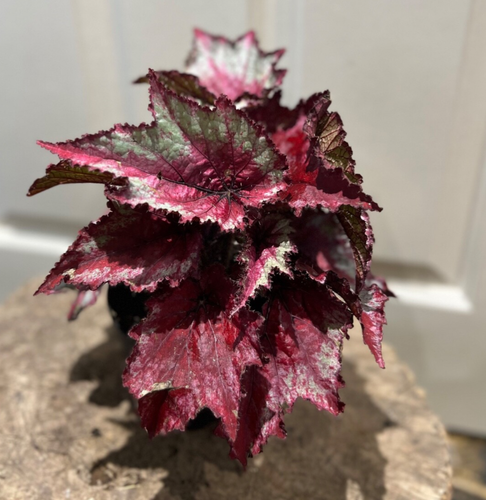 Begonia Rex Rare Indoor Tropical House plant | eBay UK