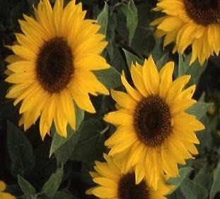 Helianthus Yellow Pygmy 100 seeds | eBay