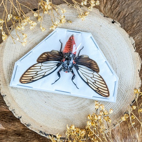 Red Devil Locust specimen Entomology Taxidermy Oddity Curiosity craft ...