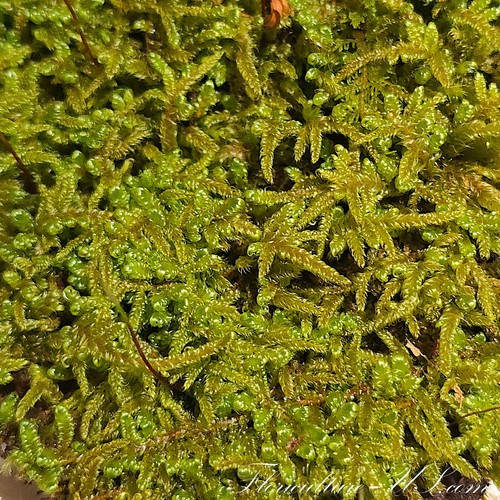 Hypnum Imponens, Live Fresh Moss | eBay