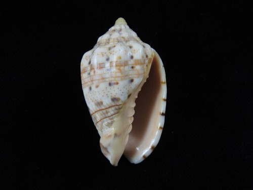 Sea shell Voluta musica 50.6mm ID#6972 | eBay