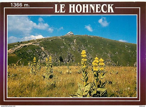 88 - Le Hohneck - Sommet du Hohneck - Fleurs - Carte Neuve - CPM - Voir ...