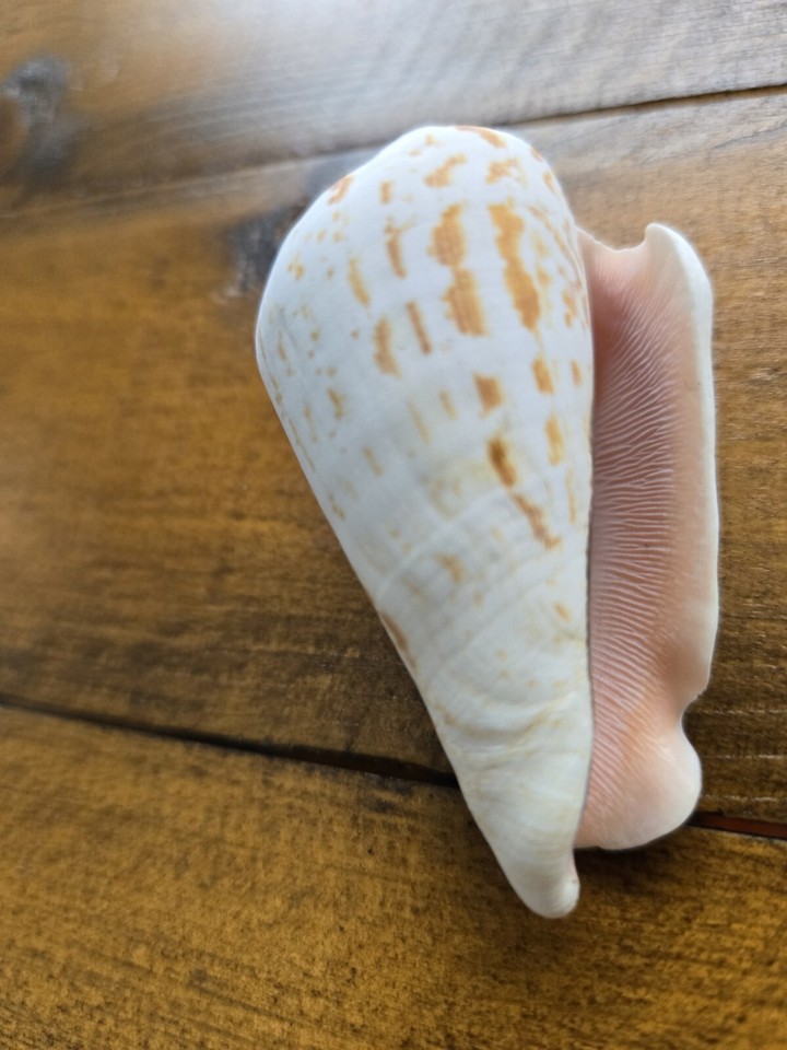 Lot of 4 Conus Leopardus Leopard Cone Vintage Real Sea Shell Natural ...