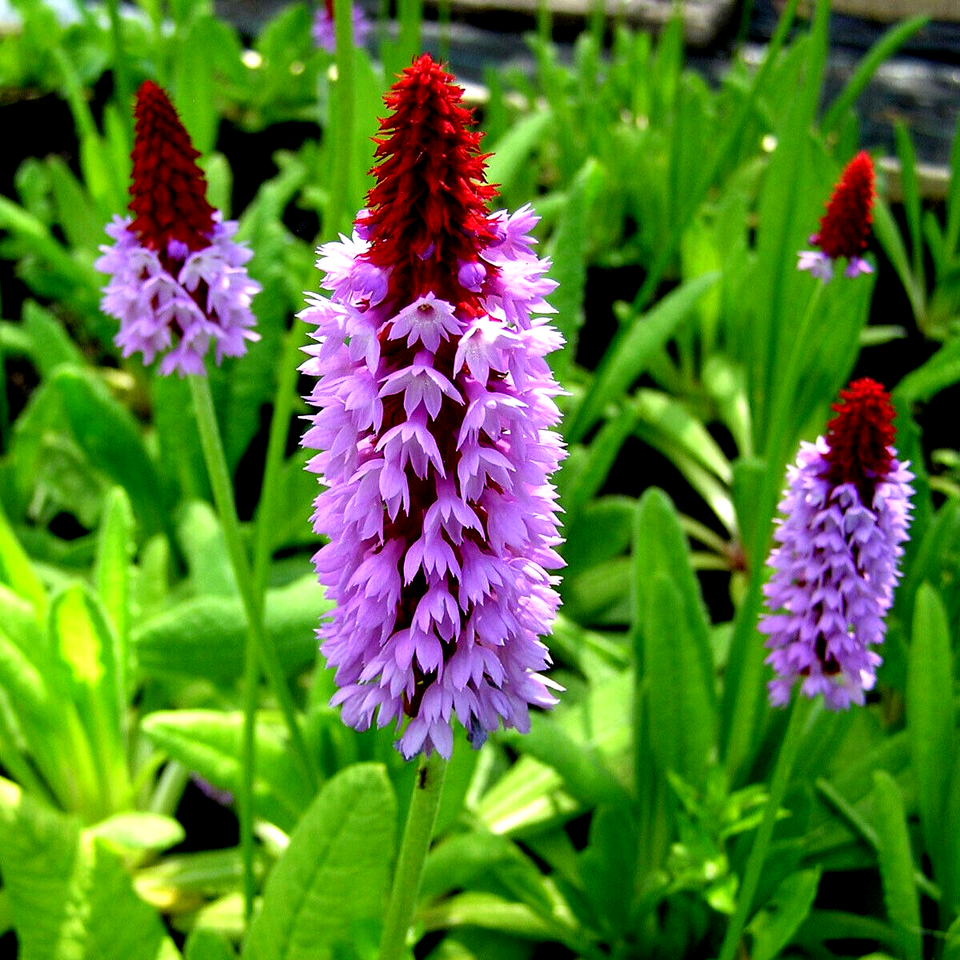 3 x Plug Plants Primula 'Vialii' Orchid Primrose Clump Forming ...