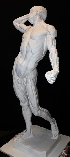 Medical Sculpture Anatomy Muscular Human Figure Ecorche Skeleton Art ...
