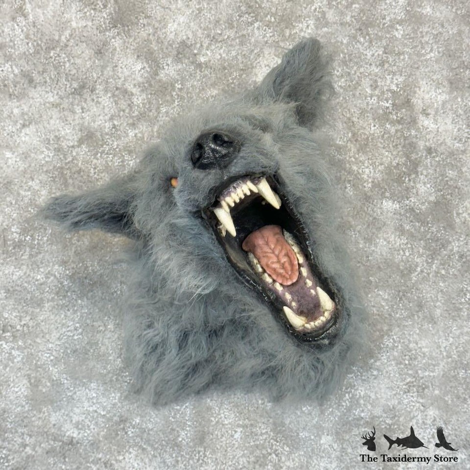 #29166 E | Reproduction Werewolf Taxidermy Shoulder Mount For Sale | eBay