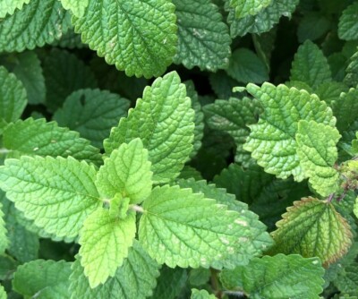 50 ct. Lemon Balm Melissa Seeds Non-GMO | eBay