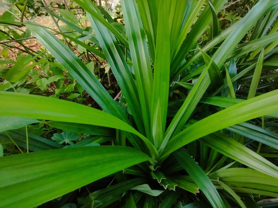 Half Dried Pandan Leaves Sri Lanken Rampe Leaves Spice Natural Pure 50g ...