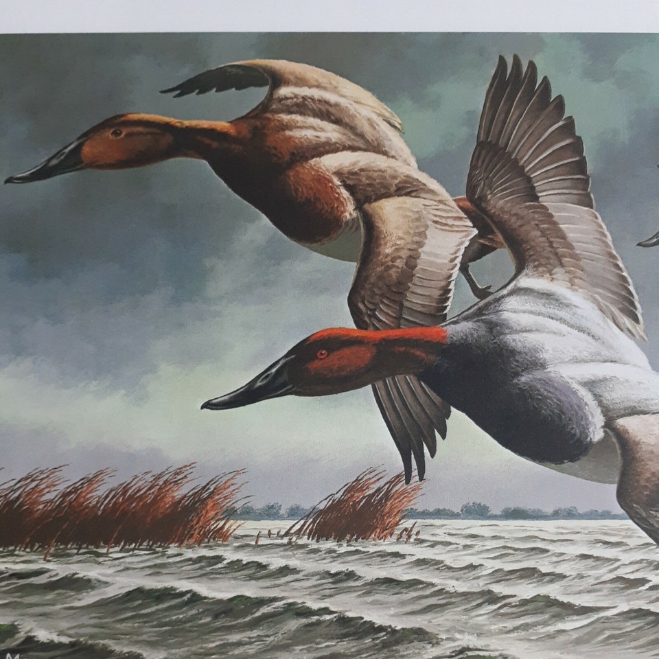 1982-83 David Maass Signed Federal Duck Stamp Print with RARE Signed ...
