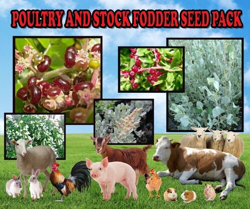 DROUGHT WISE-STOCK-CHOOK-PET-FORAGE SEEDS- 7 PACKETS-QUALITY NATIVE ...