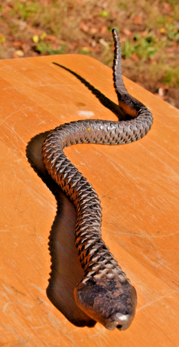 Forged Blacksmith Art - Rattle Snake made from rasp. Amazing skill and ...
