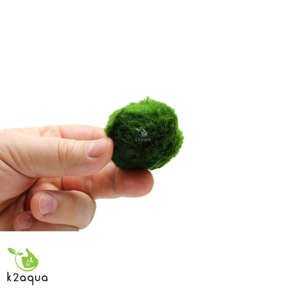 ALL sizes MARIMO MOSS BALLS Cladophora live aquarium plant fish tank ...