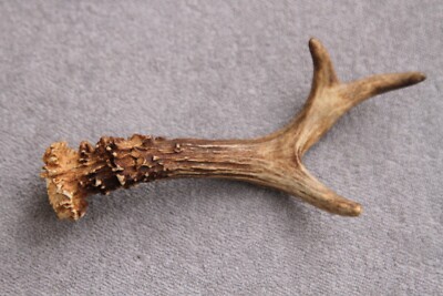NATURALLY SHED WILD ROE DEER ANTLER (HORN, CABIN, KNIFE, CARVING, ART ...