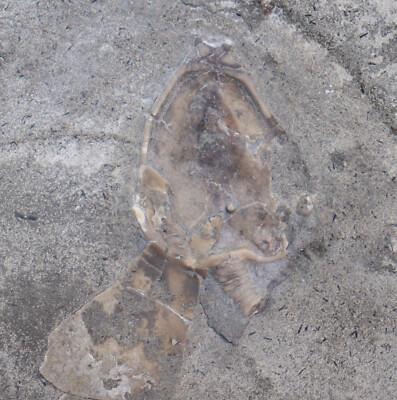 Cystoidea, Amecystis laevis, Ordovizium, Brechin, Ontario, Kanada -i137 ...