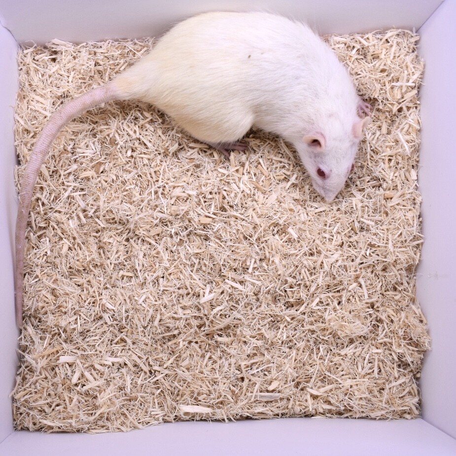 10 Frozen Feeder Rat Larges -FREE S&H -MiceDirect!! Rodents! Reptiles ...