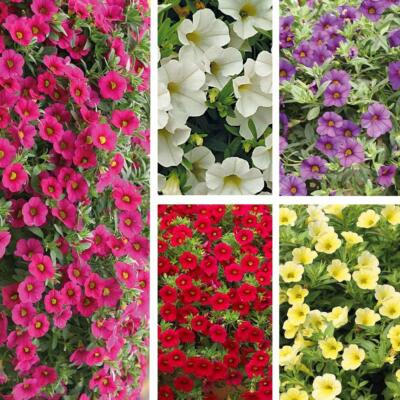 T&M Calibrachoa Million Bells Mix Garden Patio Half-hardy Annual ...