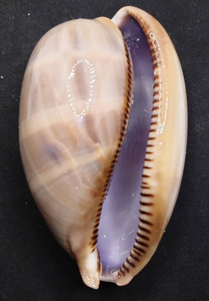 Cypraea cervus 116.1 mm 9 USD international shipping | eBay