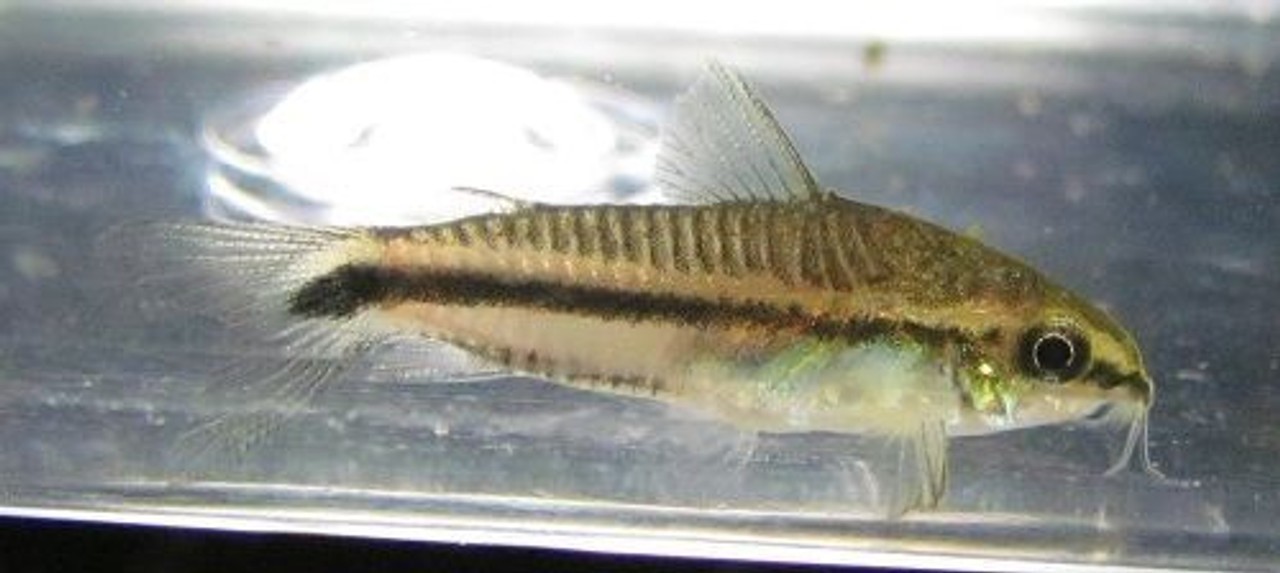 3 Pack - Pygmy Corydoras Catfish Live Freshwater Aquarium Tank Fish | eBay