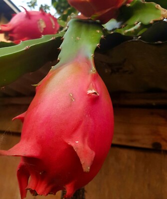 50 RED HYLOCEREUS CACTUS DRAGONFRUIT SEEDS | eBay