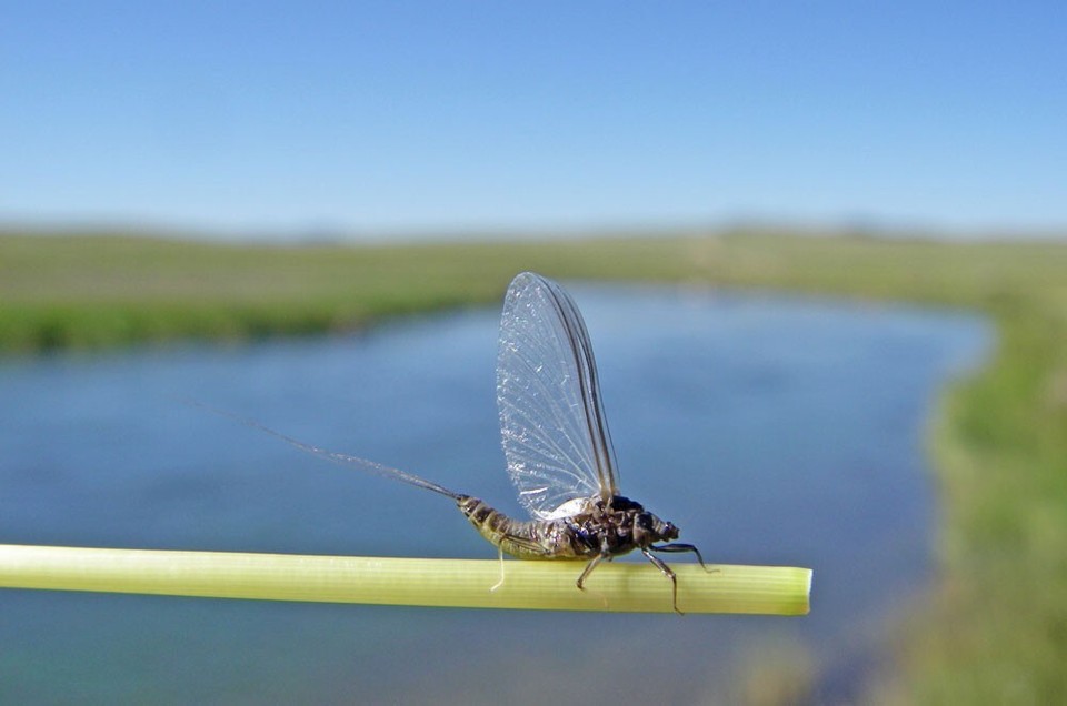 Guide Flies Reef Trico Nymph Emerger Black - Premium Trout Fly Fishing ...
