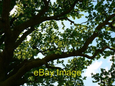 Photo 6x4 Oak tree near Hannington, Swindon Hannington/SU1793 Beautiful ...