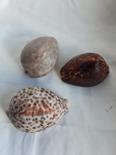 3x Cowri Shells 7-8.5cm Tiger Arabian Cowrie Fishtank Ornament | eBay UK