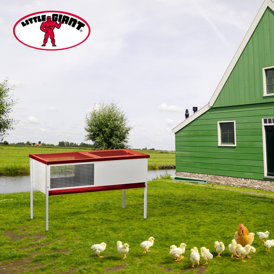 Little Giant Galvanized Steel Chick Brooder Box Enclosure with Litter ...