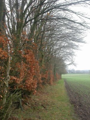 Photo 6x4 Alderholt, hedge Daggons Hedge of beech, coppiced when young ...
