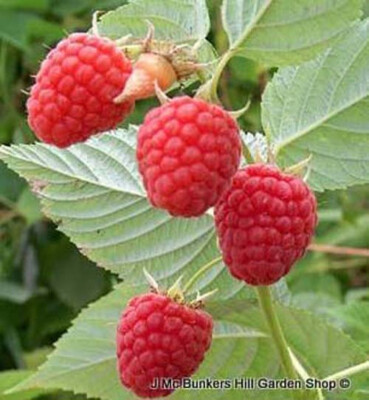 Raspberry 'Malling Admiral' - 10 canes NATIONWIDE DELIVERY | eBay UK