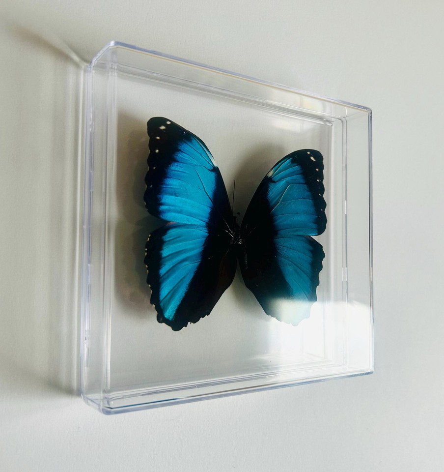 Real Butterfly Achilles Morpho in Acrylic Frame | eBay