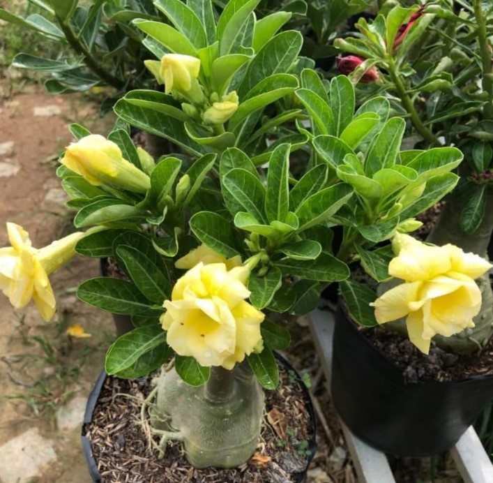 Double Yellow Desert Rose - Adenium Plant Live Plant 4-6in tall | eBay