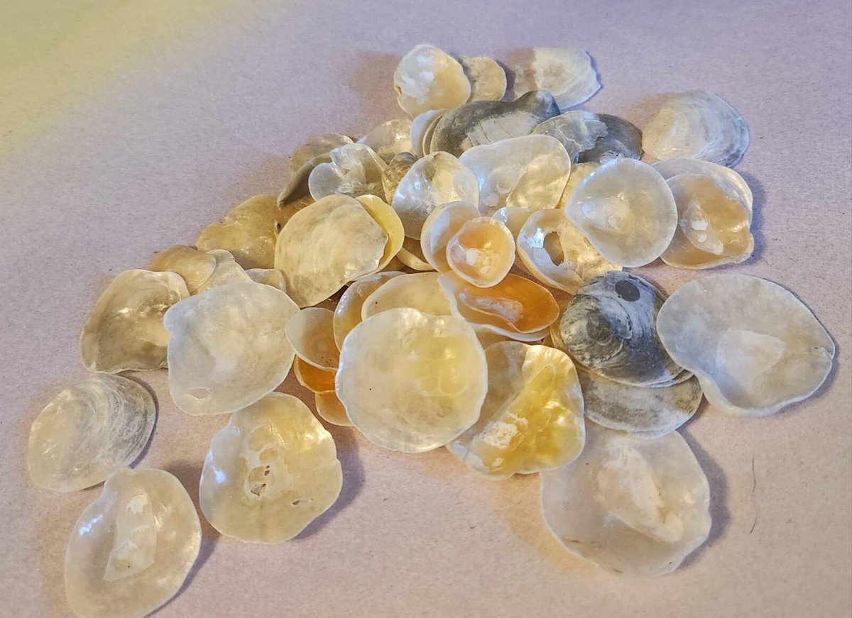 Jingle Shell Crafts Jingle Shells Shop Added A New Photo. Jingle