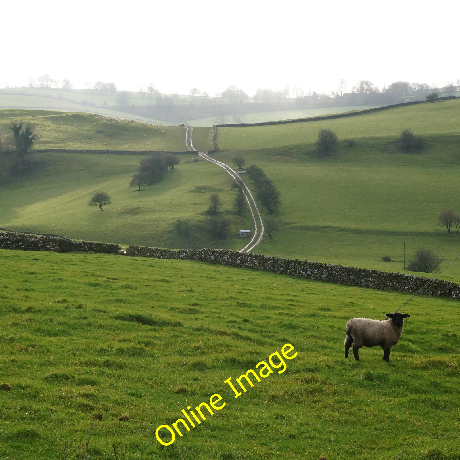 Photo 12x8 Solitary sheep with farm track Alsop en le Dale In the dale ...