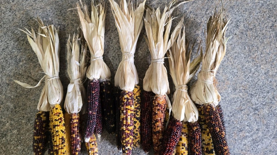 Mini Indian Corn, Approx 5" Long - Choose Qty - Thanksgiving, Fall ...
