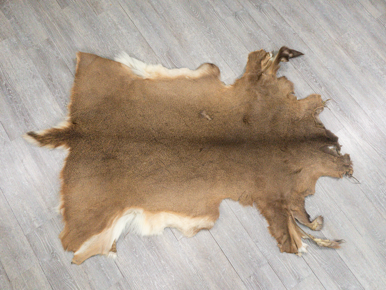 Whitetail Deer Hide Rugs | Bryont Blog