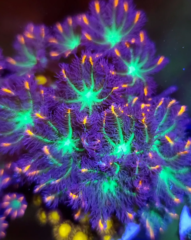 Firework Clove Polyp * Live Coral Frag * AJs Aquariums | eBay