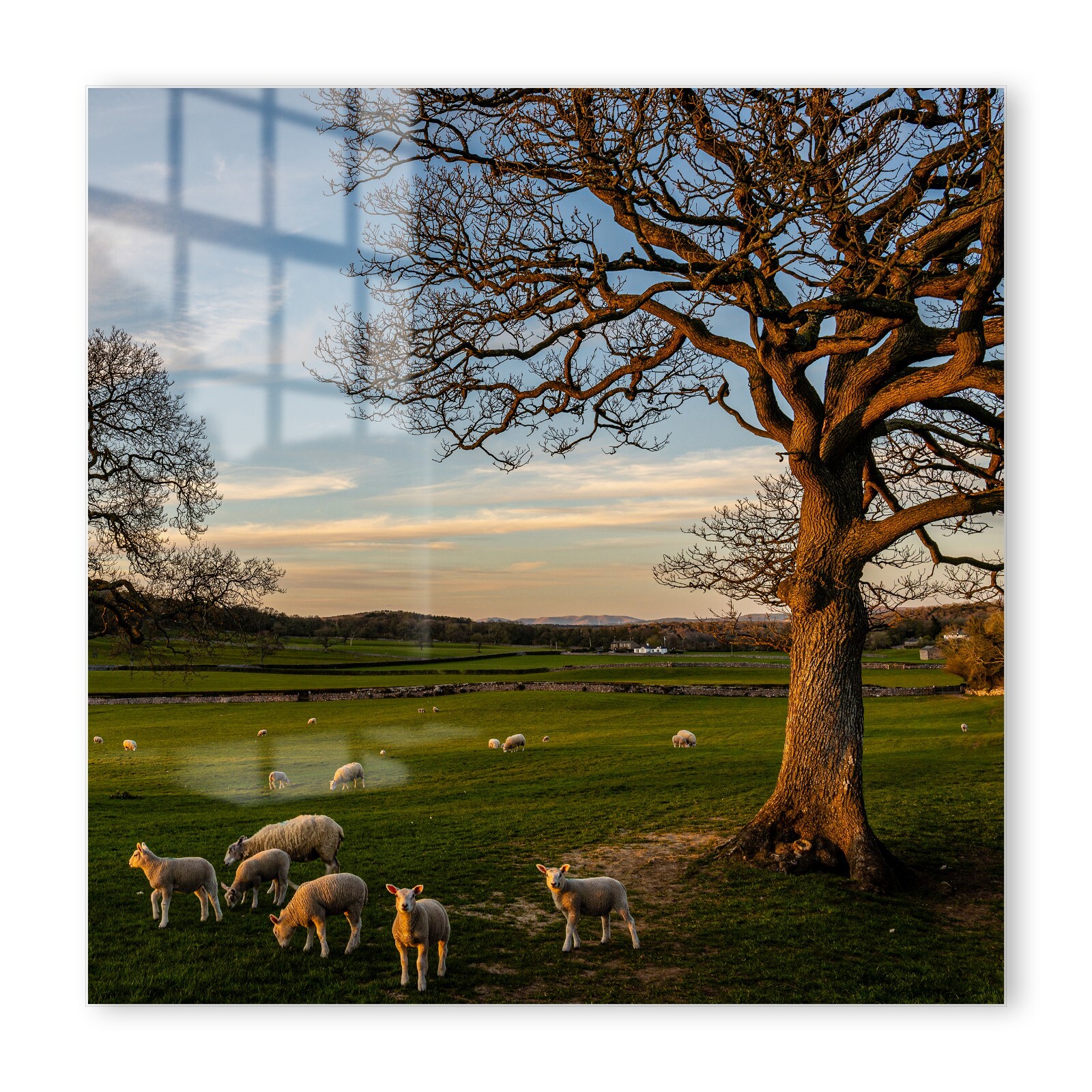 Glass Splashback Kitchen Cooker Panel ANY SIZE Tree Farm Field Baby ...