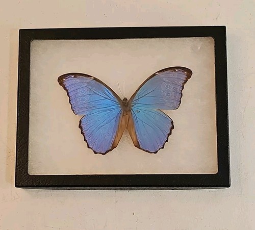 Real Framed Morpho Butterfly Iridescent Blue Morpho Peru, By David ...