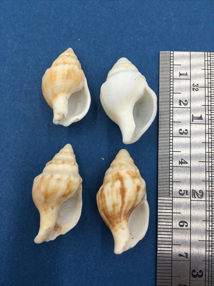 #6 Euthria Ponsonbyi Set x 4 29-31mm Yellow Sands Beach South Africa ...